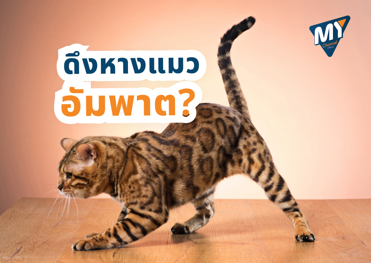 ดึงหางแมว ไม่ถึงอัมพาต แต่อาจหางขาด กระทบระบบขับถ่าย — 🔹 My Channel